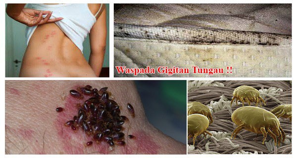 Jasa Sedot Tungau Bandung - Grades Home Cleaning